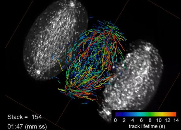 Les fabuleux microscopes du prix Nobel de chimie dévoilent des images ...