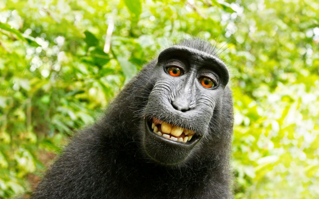 Hollywood va faire un film sur le singe qui s'est pris en selfie ...