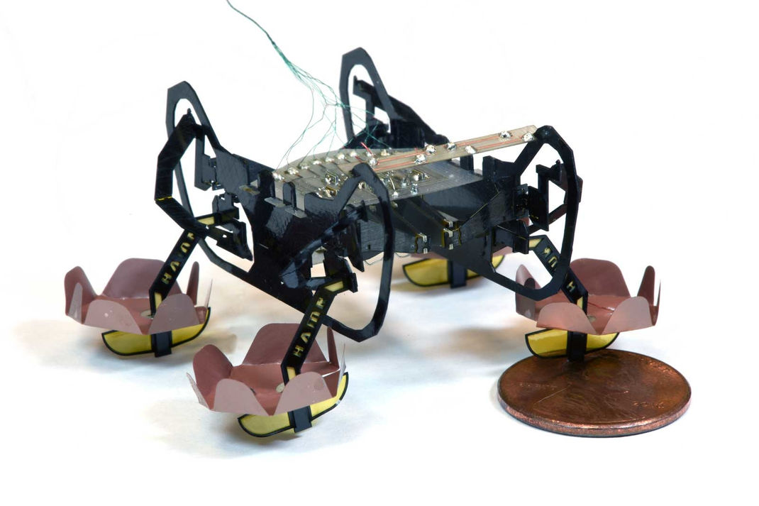 HAMR : le mini-robot capable de nager et de marcher sur l'eau - KultureGeek