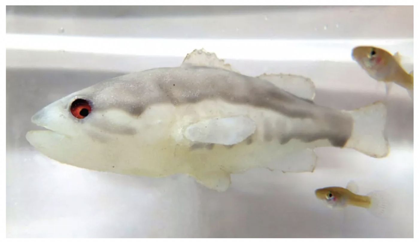 Ce robot-poisson sert à faire fuir une espèce invasive - KultureGeek