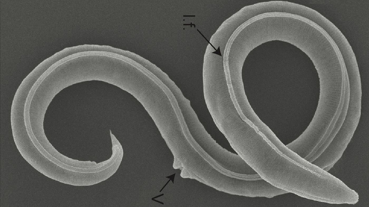 Des scientifiques ramènent à la vie un animal préhistorique inconnu ...